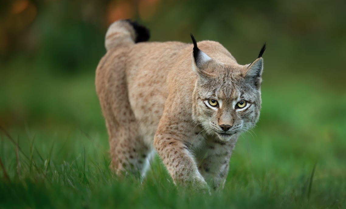Il ritorno silenzioso della lince | Aula di scienze