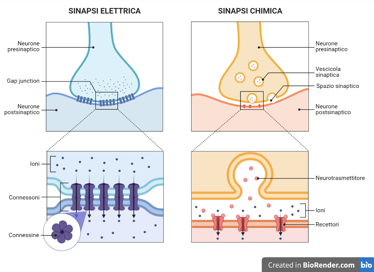 Sinapsi silenti per la memorizzazione negli adulti | Aula di scienze