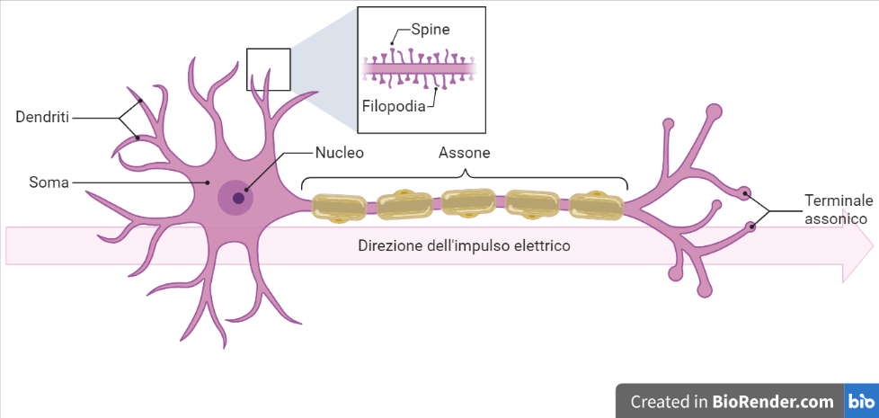 Sinapsi silenti per la memorizzazione negli adulti | Aula di scienze