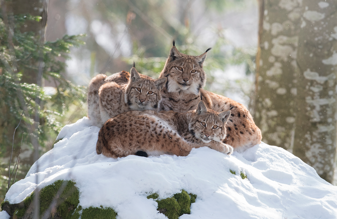 Il ritorno silenzioso della lince | Aula di scienze